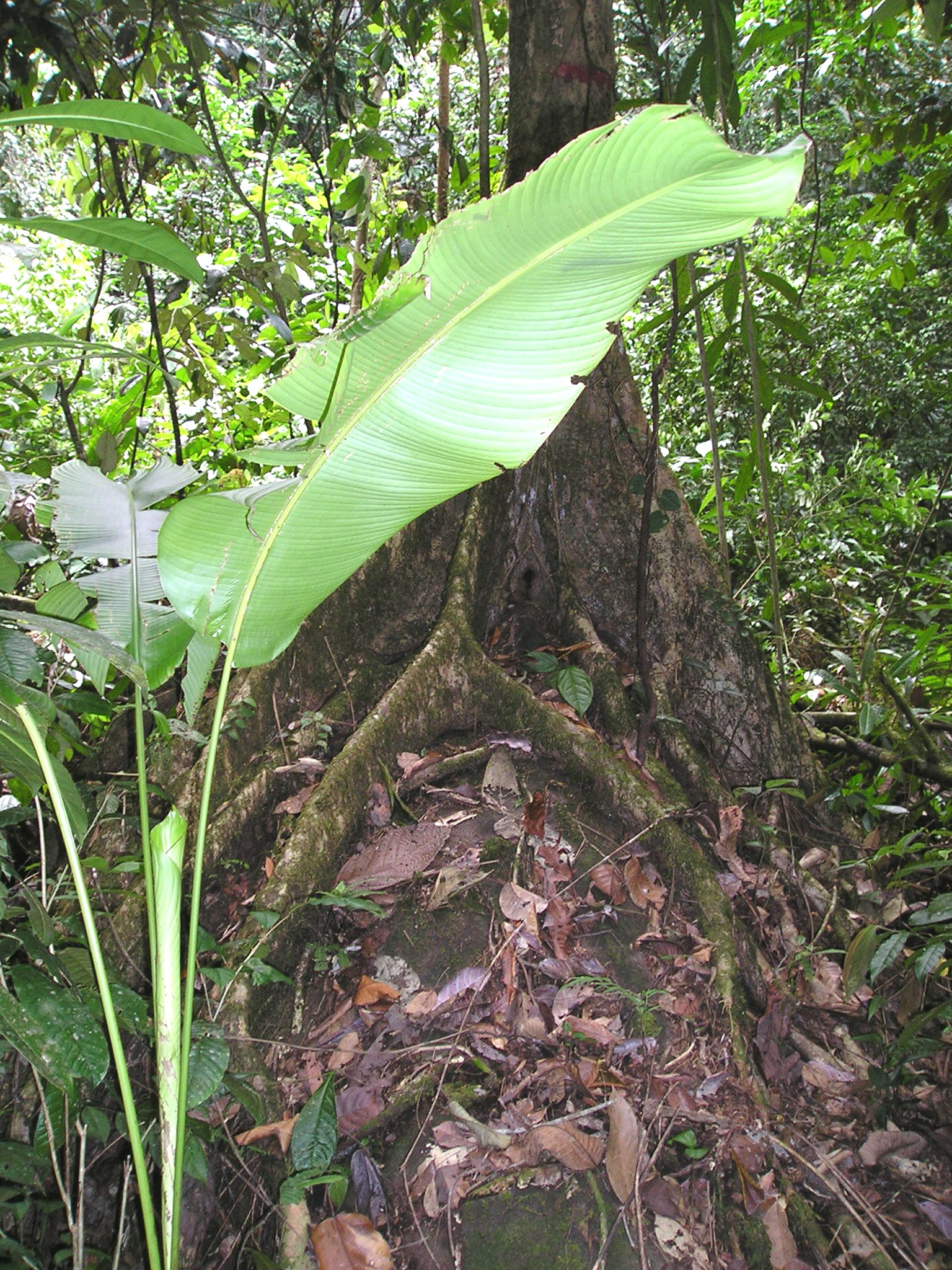 Más de 50 años de seguimiento a la ecología y dinámica de los bosques ...