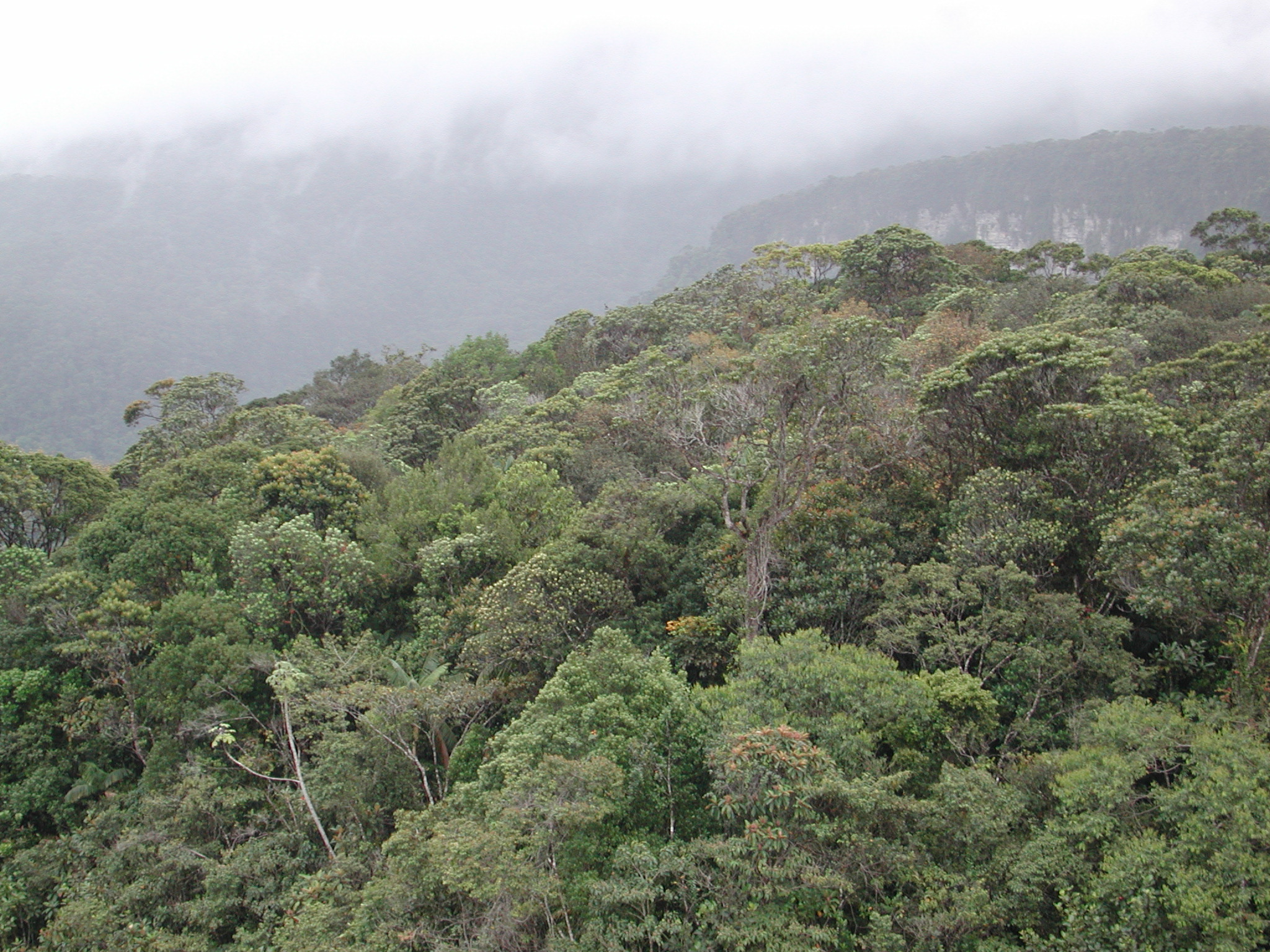 Más de 50 años de seguimiento a la ecología y dinámica de los bosques ...