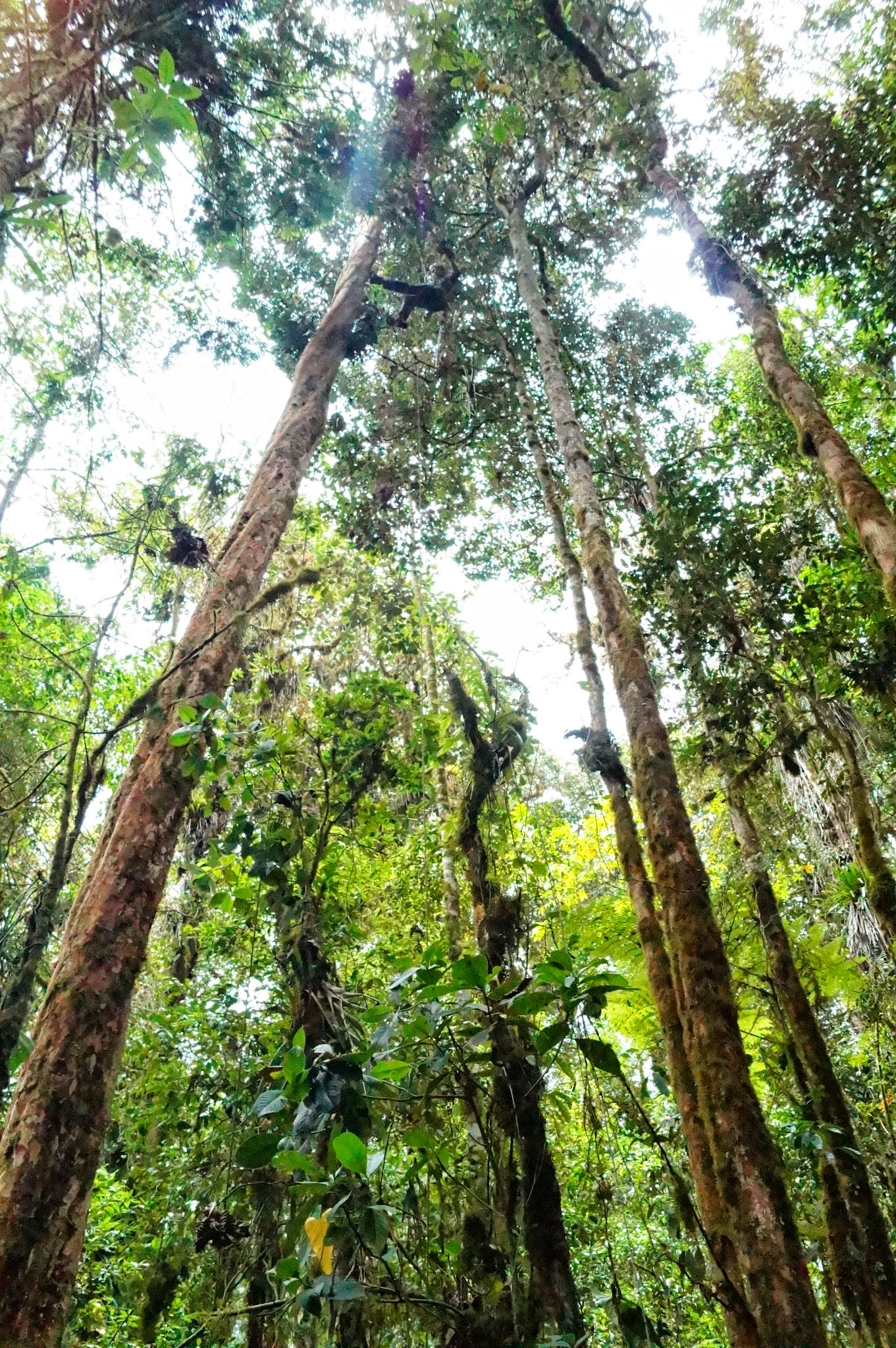 Más de 50 años de seguimiento a la ecología y dinámica de los bosques ...