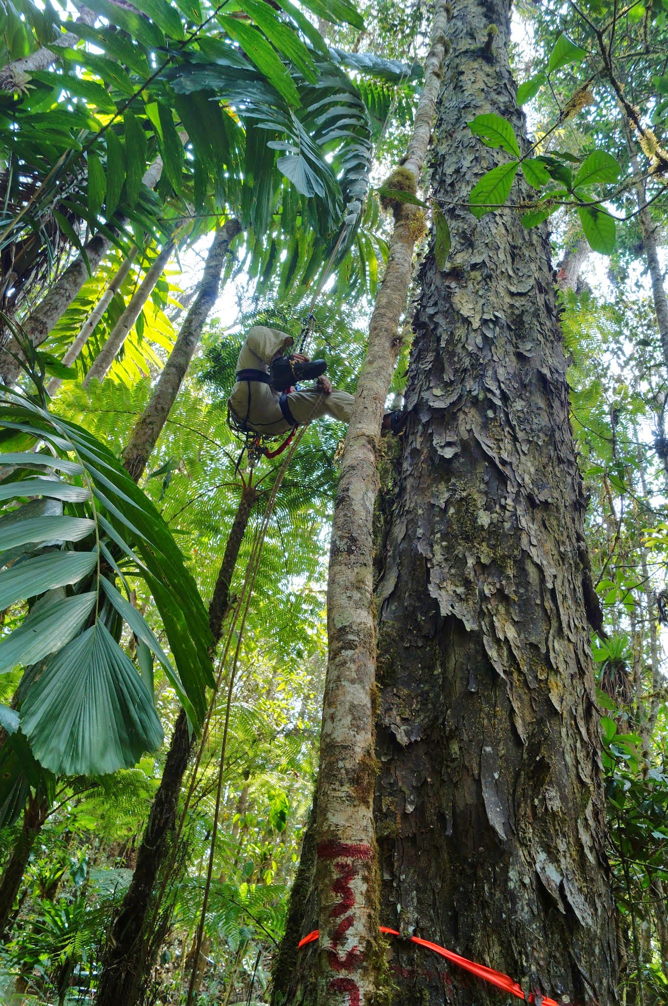 Más de 50 años de seguimiento a la ecología y dinámica de los bosques ...